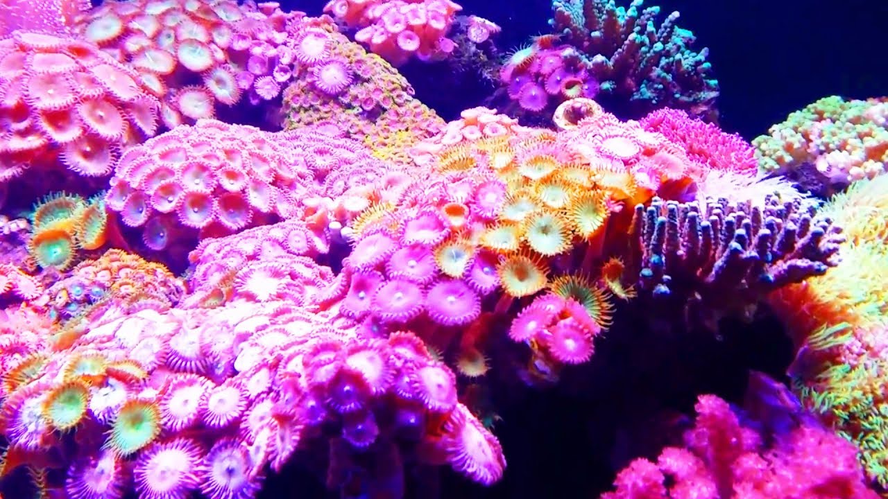 Saltwater fish tank with coral reef - YouTube