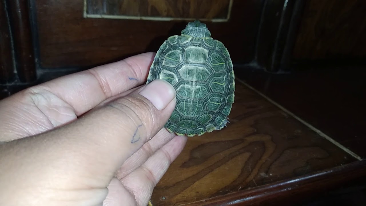 Turtle shell disease - YouTube