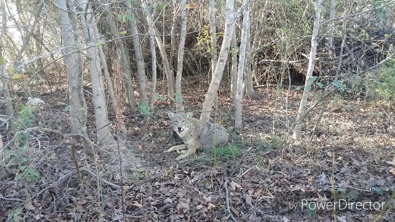 Trapping season 2017-2018 3rd coyote - YouTube