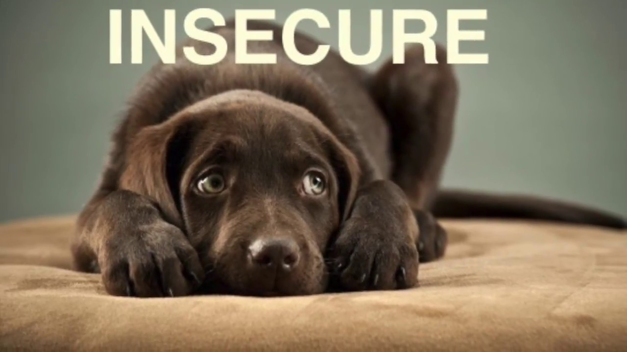 Insecure Dog - Fearful Chihuahua - YouTube