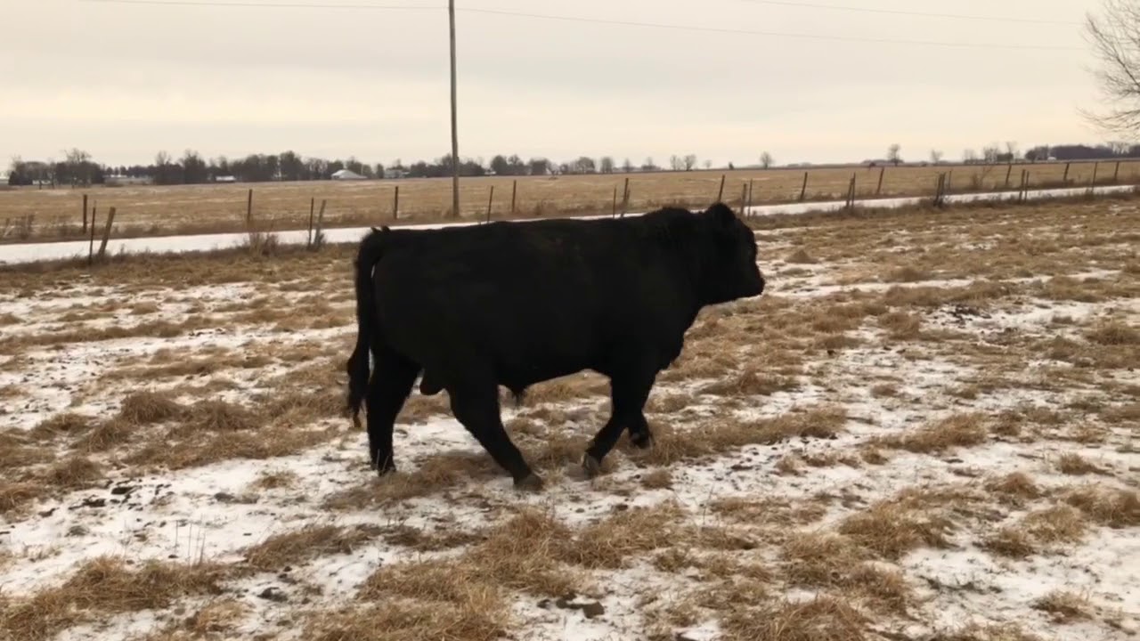 Callan Farms Fall 310 - YouTube