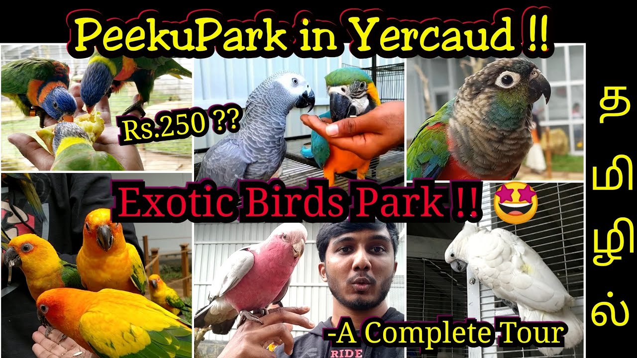 Peeku Park Yercaud🤩/Exotic Birds Park Salem-Complete Tour/Tamil - YouTube