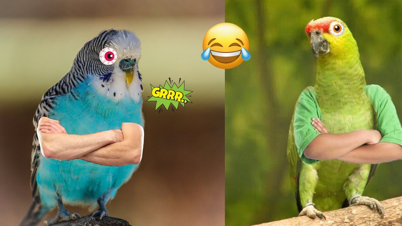 Funniest Birds Compilation Ever – You Won’t Stop Laughing 🐦‍⬛🤣 - YouTube
