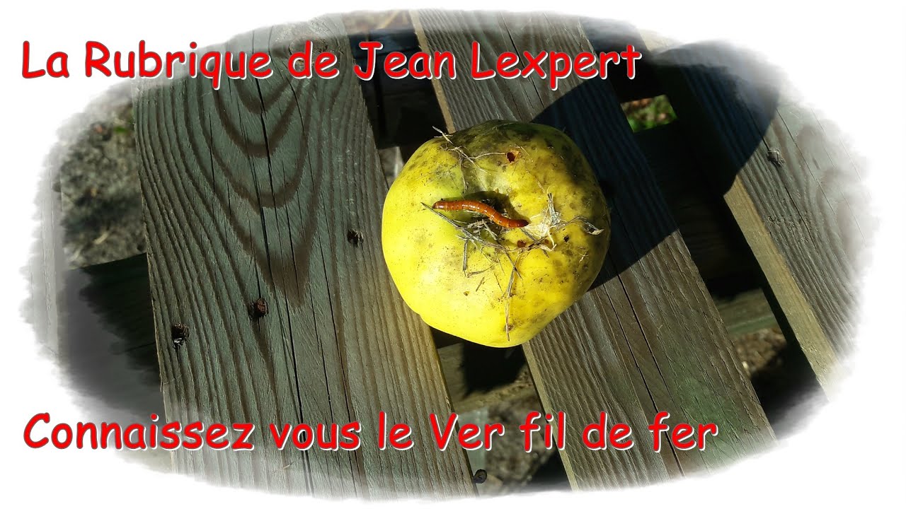 Connaissez vous le ver fil de fer (taupin)? - Monjardindansleslandes ...