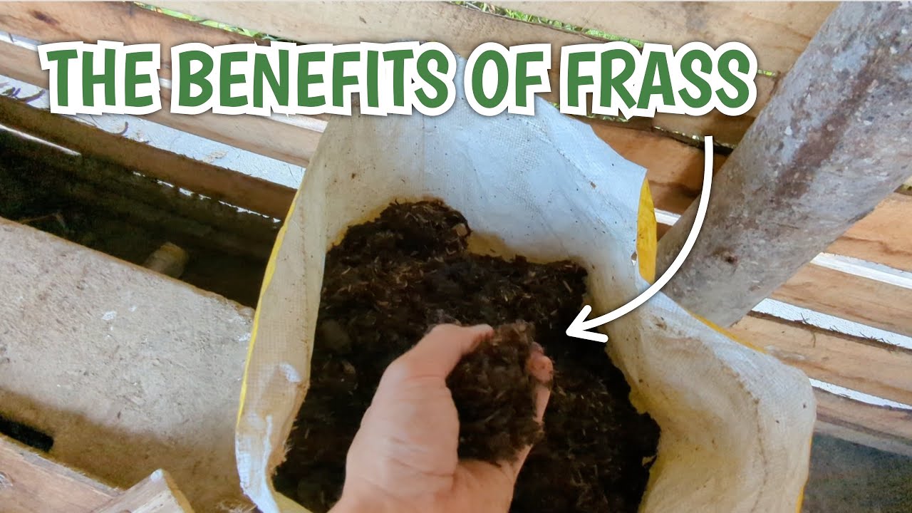 What are the benefits of Frass? - YouTube