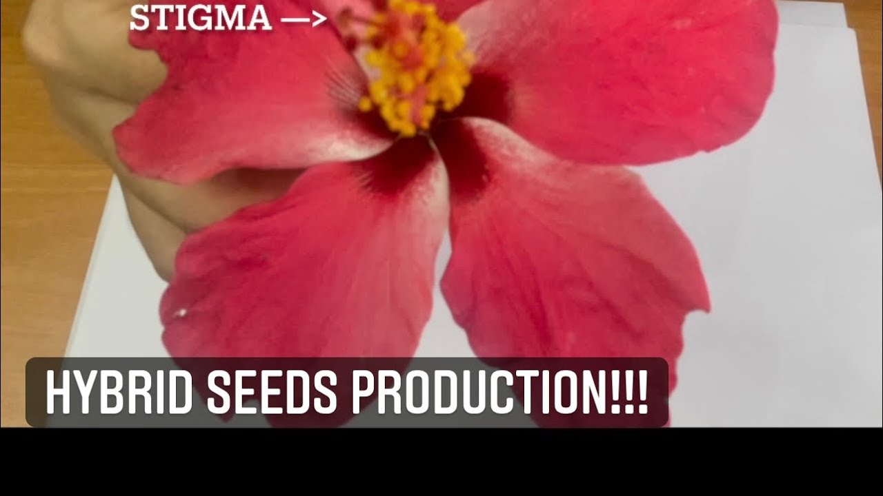 HYBRID SEEDS PRODUCTION AT HOME FOR HIBISCUS (ORNAMENTAL CROPS) - YouTube