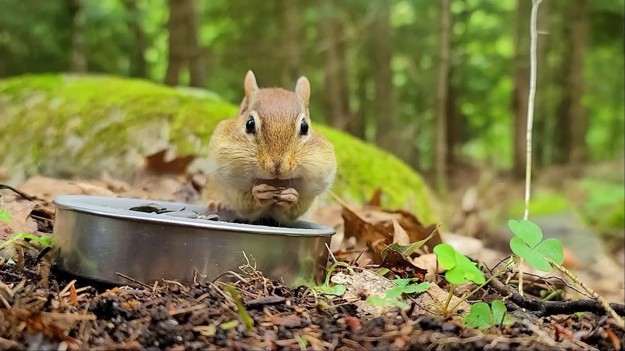 숲속에서 소리치며 달려오는 다람쥐 달이Chipmunk Darly Runs To Me Screaming From The ...
