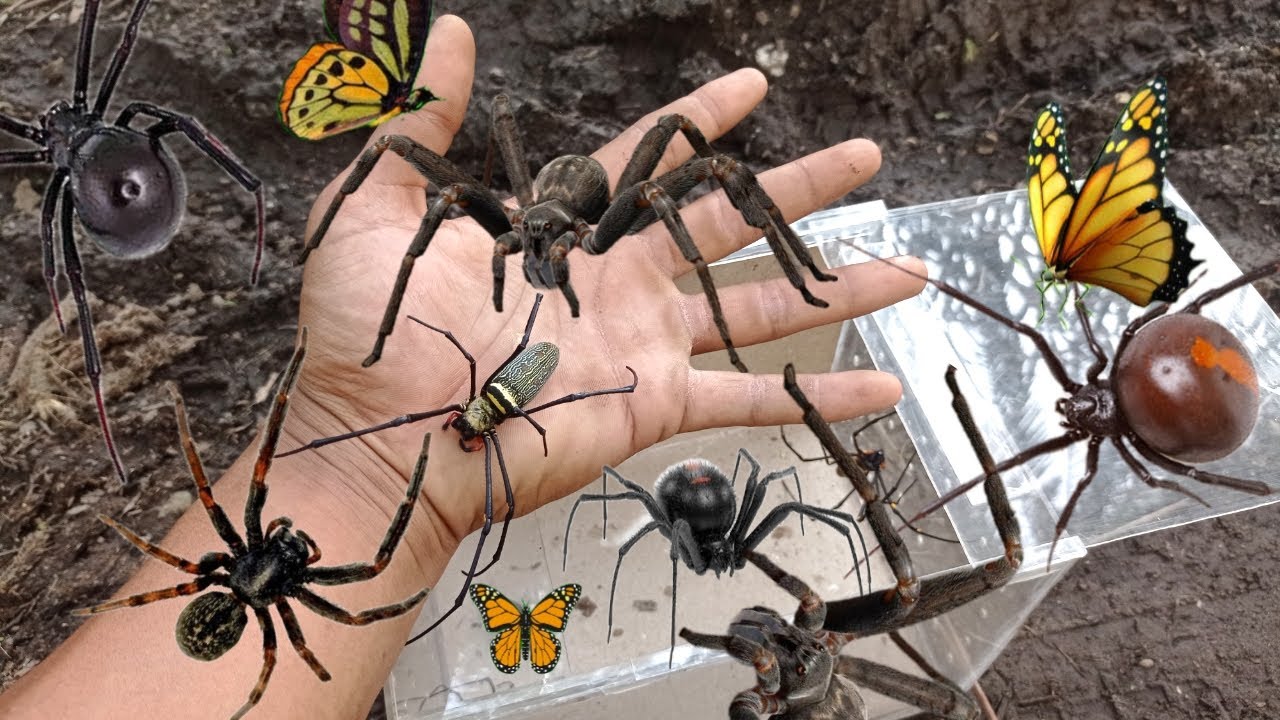 hunting spider,butterfly, insects spider - YouTube