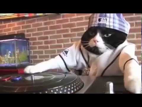 DJ KITTY
