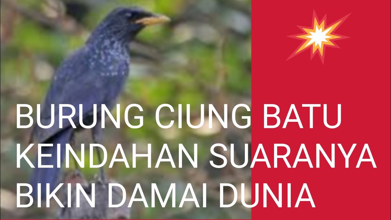 BURUNG CIUNG BATU dan. KEINDAHAN. SUARANYA #burungciungbatu - YouTube