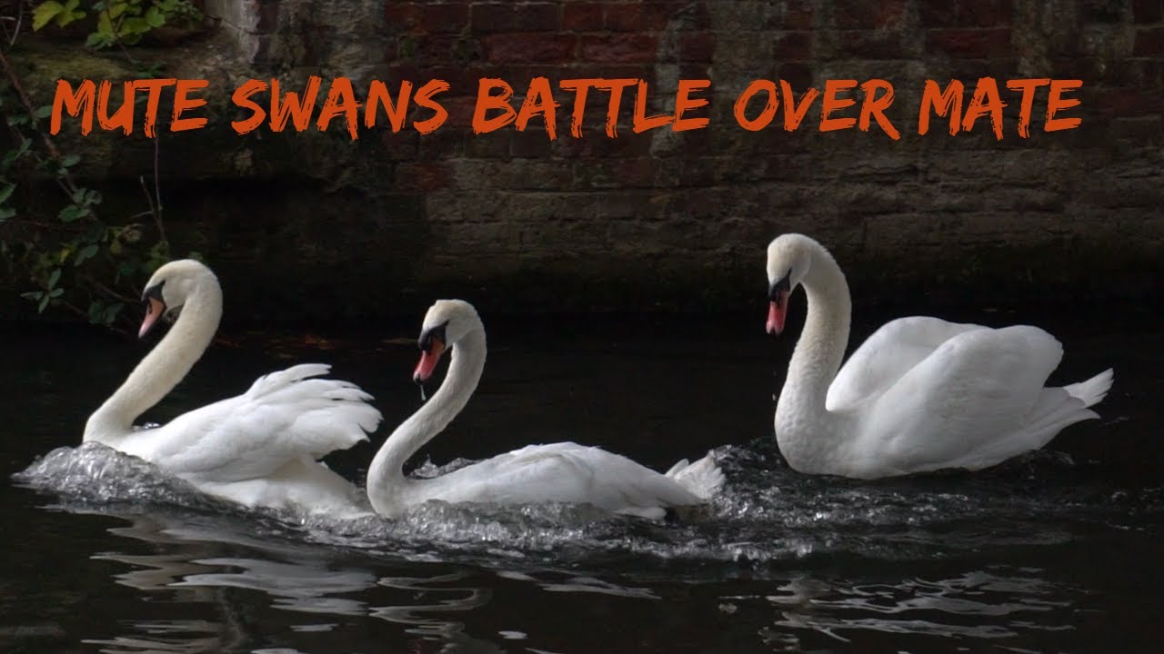 Mute Swans Fighting over a Mate - YouTube