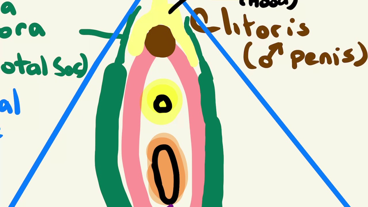 Female Reproductive System 1 External Genitalia Part I YouTube