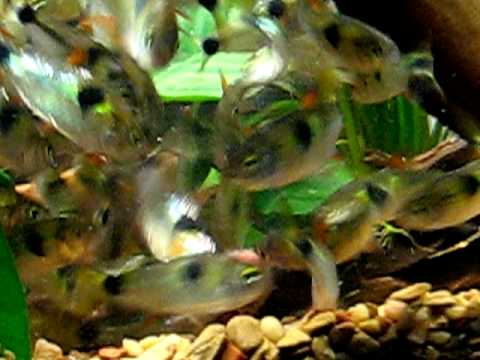 Bucktooth Tetra - YouTube