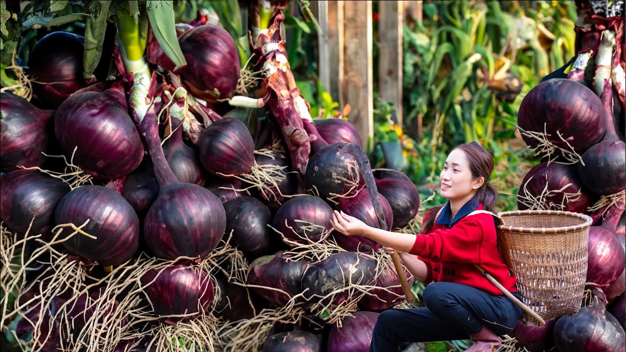 How Harvesting mutant purple onion - Unique Tropical Fruit go to market ...