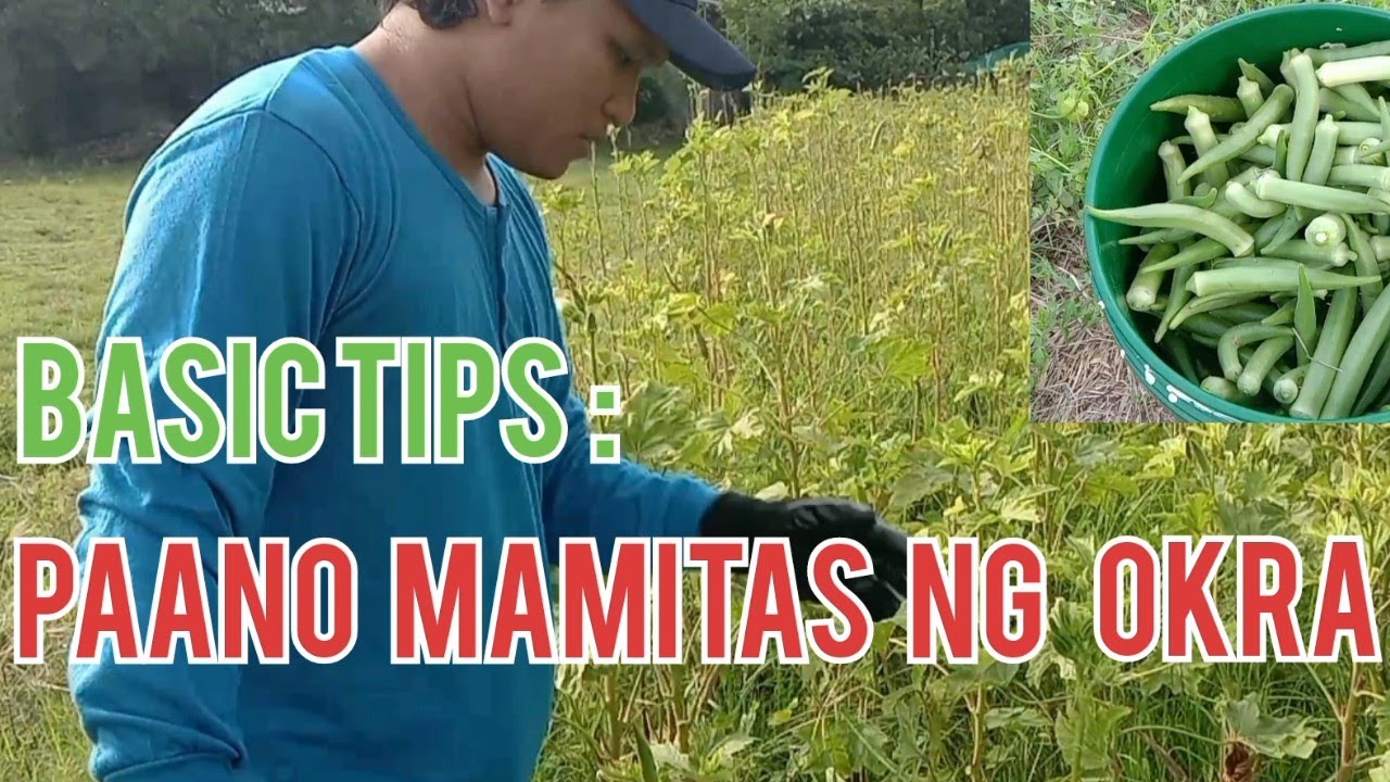 FARMING VLOG: OKRA FARMING BASIC TIPS - kung paano mamitas ng OKRA. - YouTube