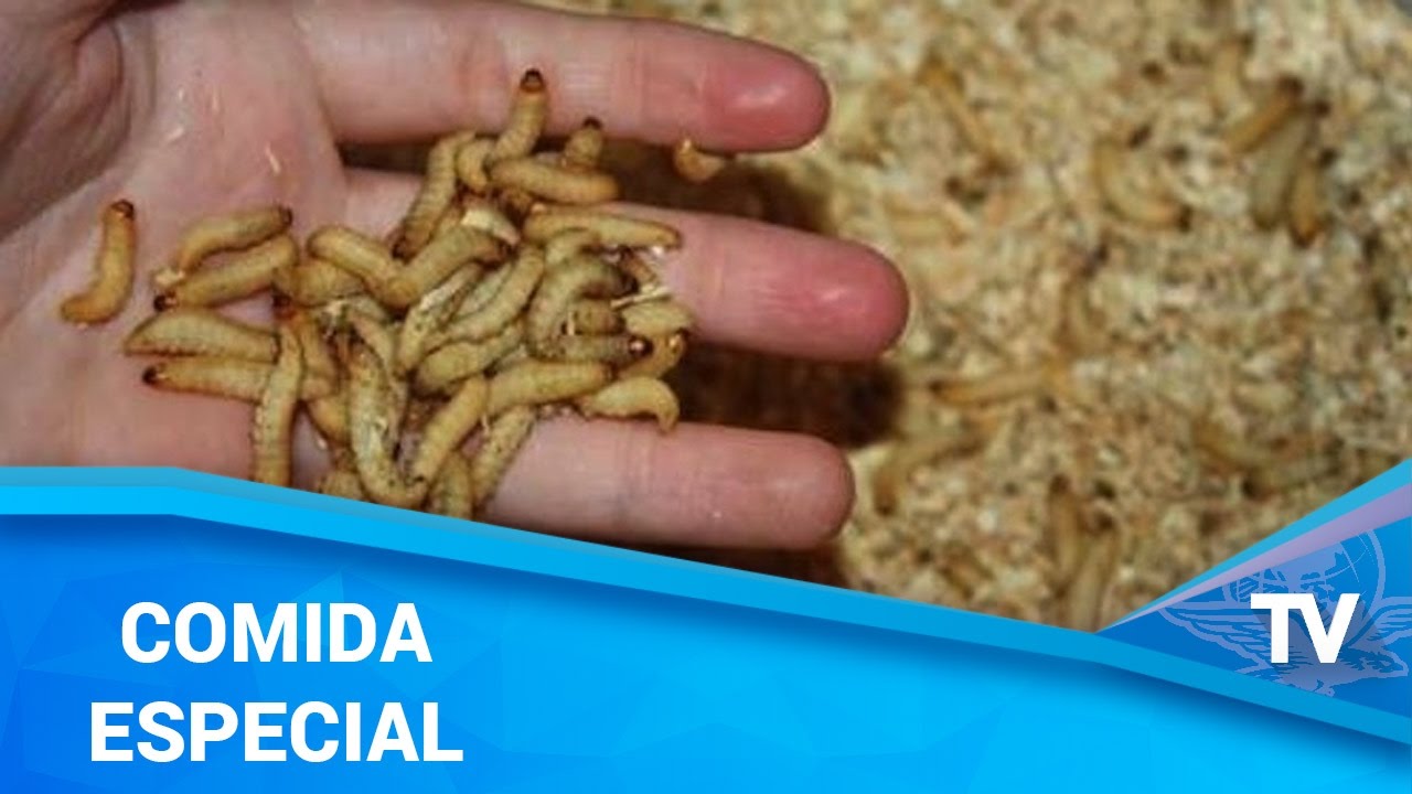 Federales reciben comida con gusanos - YouTube