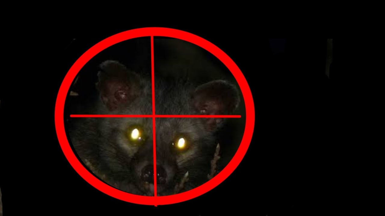 wild cat/musang hunting (epesode2)#abalosph vlogs #hunting - YouTube