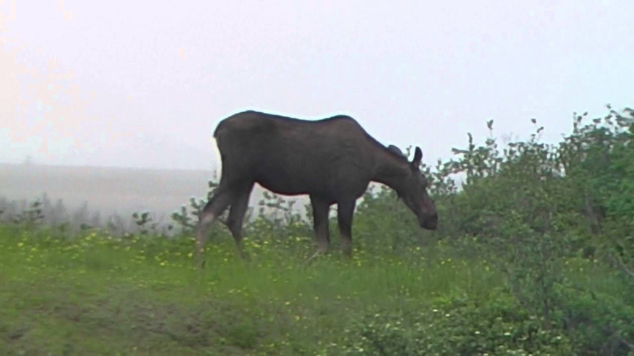 FIRST MOOSE 2015 goobies nfld - YouTube