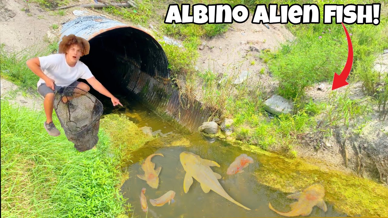 I Found HIDDEN TUNNEL Filled With Albino ALIEN FISH! - YouTube