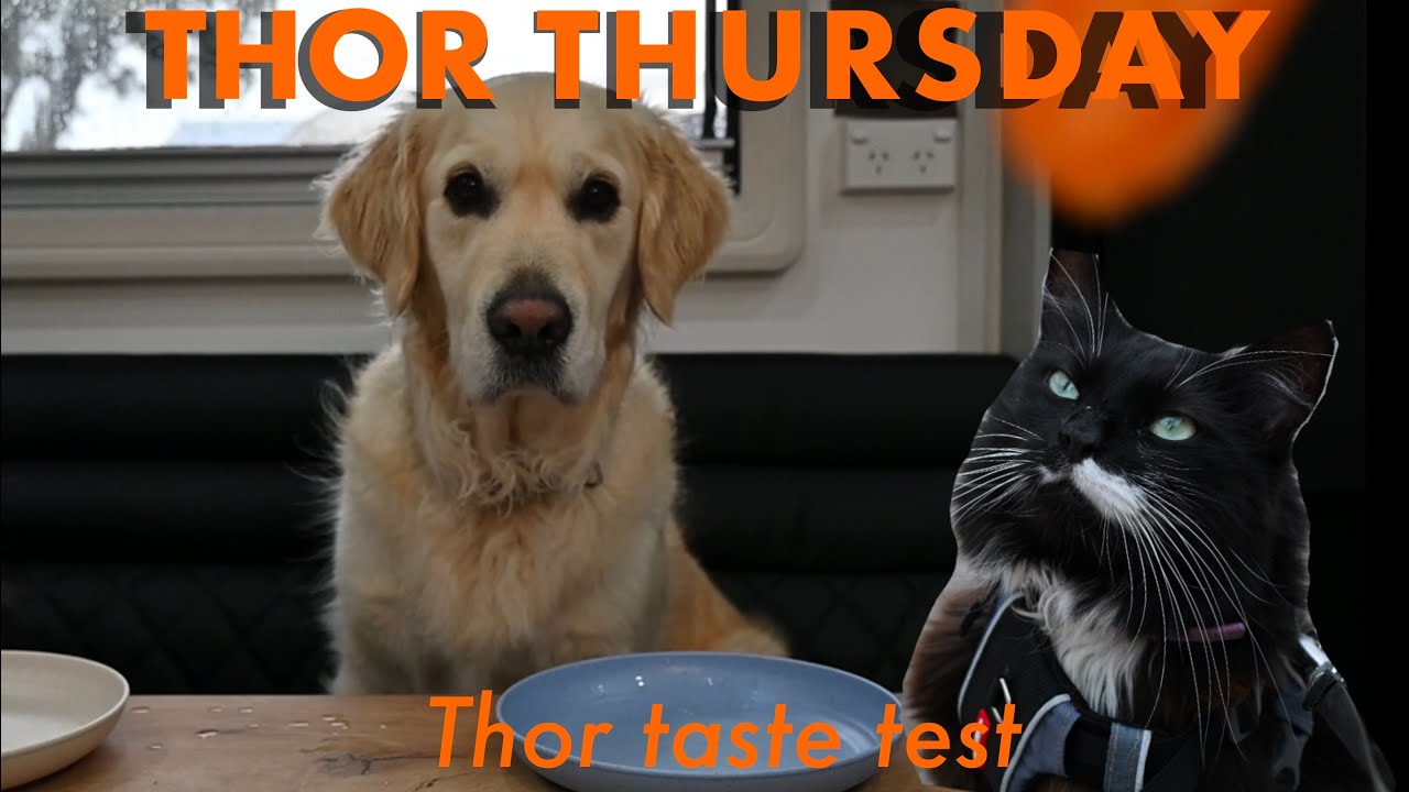 Thor Thursday: Thor taste testing 🤩 - YouTube
