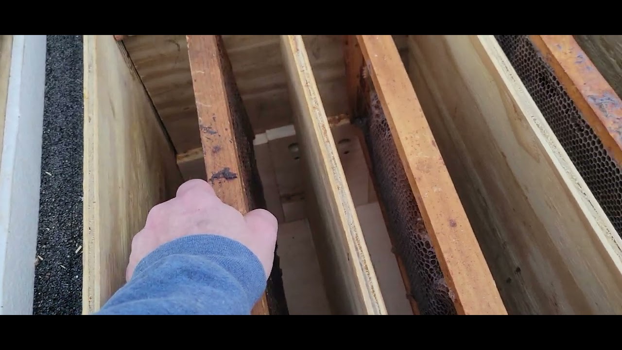 Monster Horizontal Hive Setup -12 8 frame mating nucs and mated queen ...
