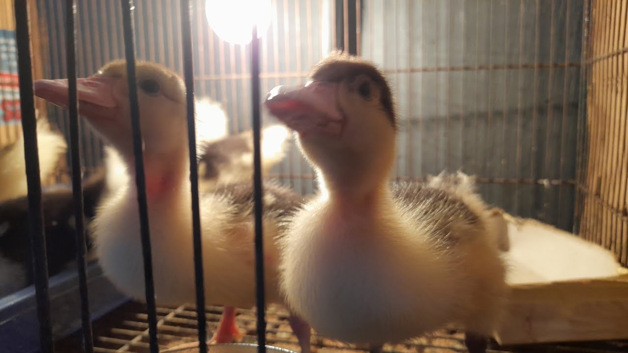 Anak MENTOK RAMBON //MUDAH...! DAN MENYENANGKAN PELIHARANYA - YouTube