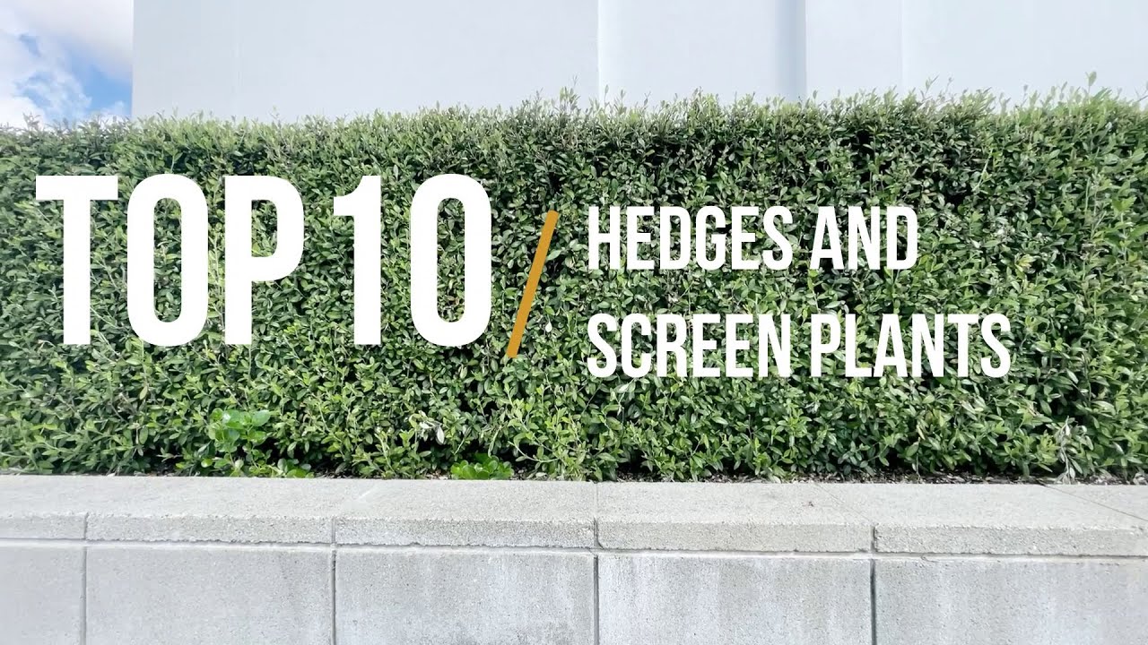 BEST HEDGES/SCREENS BY IAN WILSON LANDSCAPE DESIGNER - YouTube