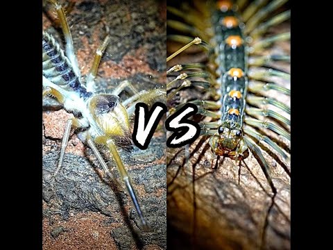 Cemal Spider VS House Centipede