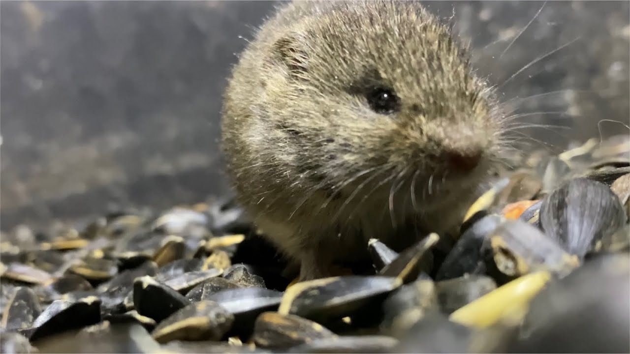A mouse in a barrel with sunflower seeds | We observe the behavior of ...