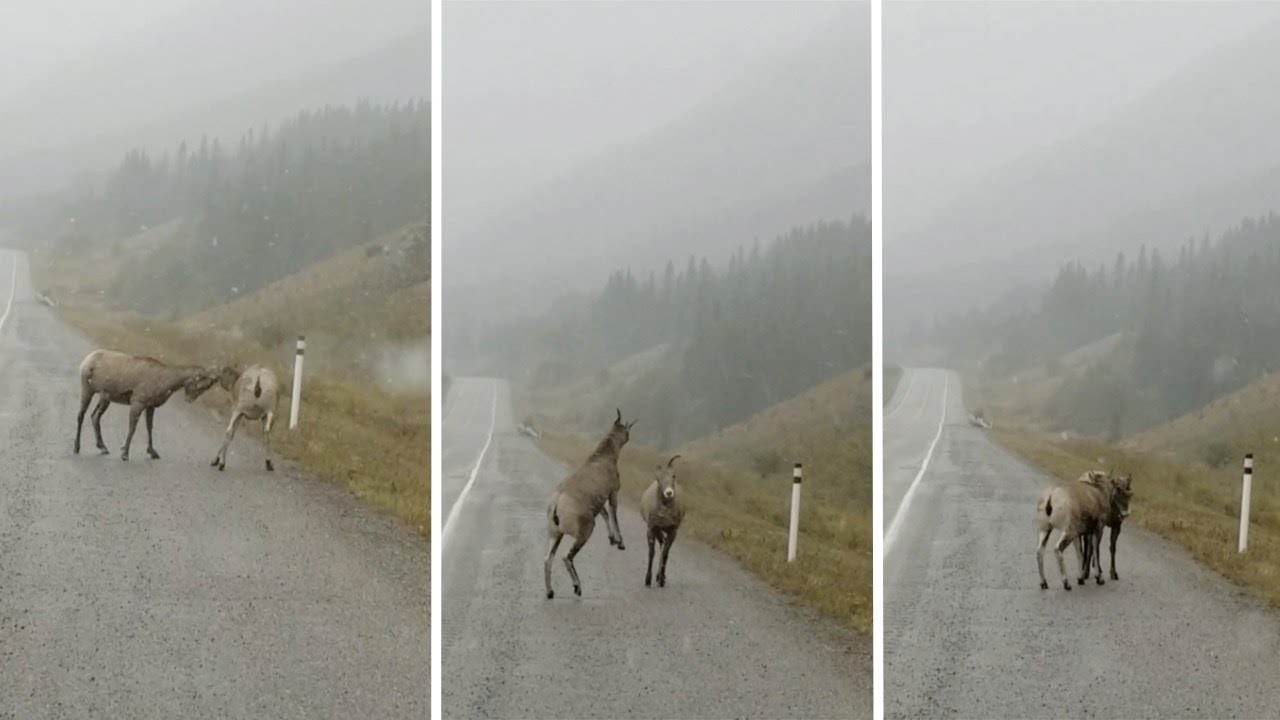 Tense Footage Of Rams Fighting In Road - YouTube
