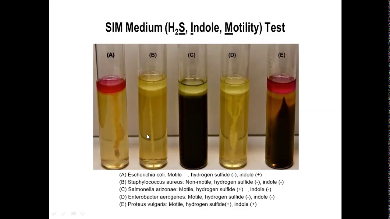 UJI H2S DAN KATALASE - YouTube
