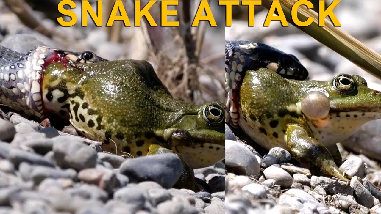 SNAKE ATTACKS FROG || ANIMALS ATTACKS || SNAKES - YouTube