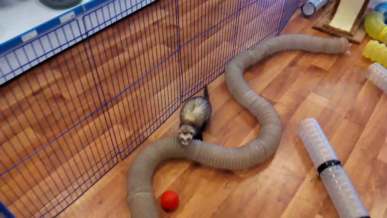 Huron Marshall - Macho - Color Chocolate - Chip 8875668 - YouTube