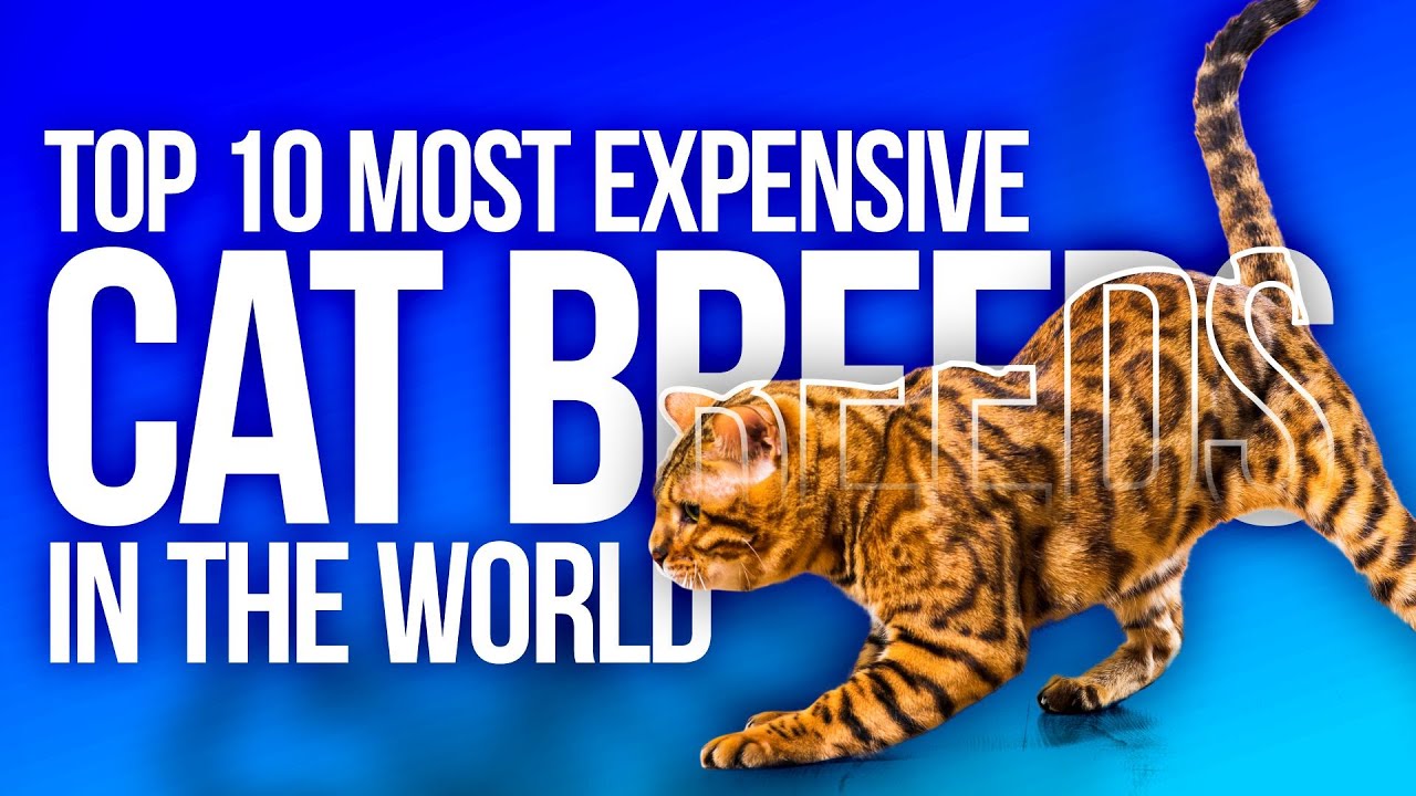 Top 10 Most Expensive Cat Breeds In The World - YouTube