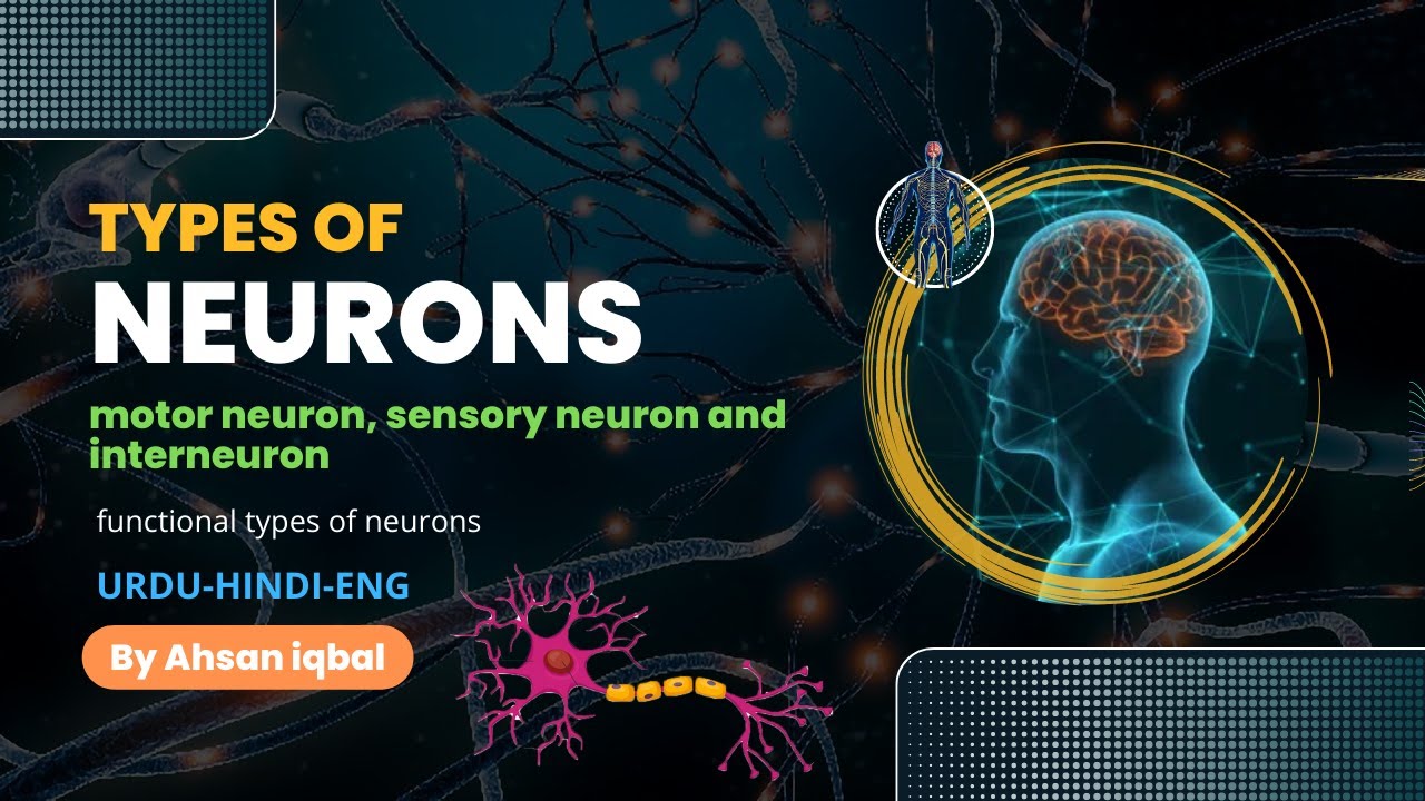 Types of Neurons | Neurons | motor neurons , sensory neurons and ...