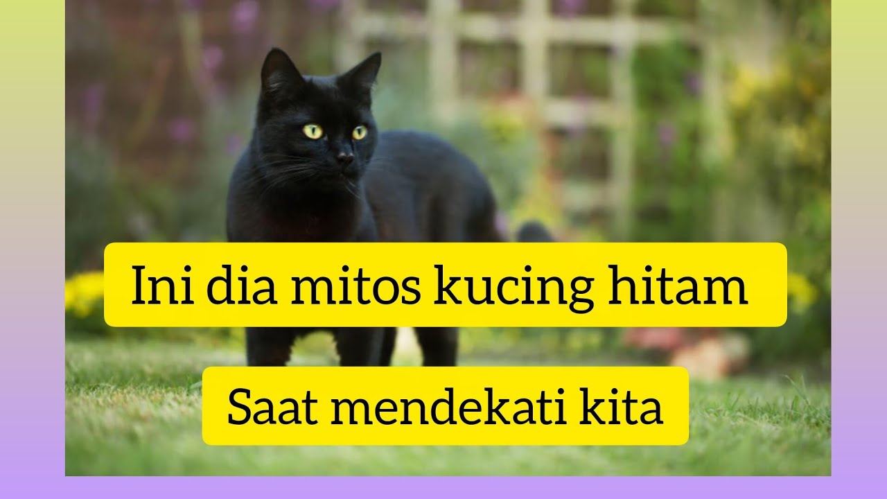 INI DIA MITOS KUCING HITAM MENDEKATI KITA - YouTube