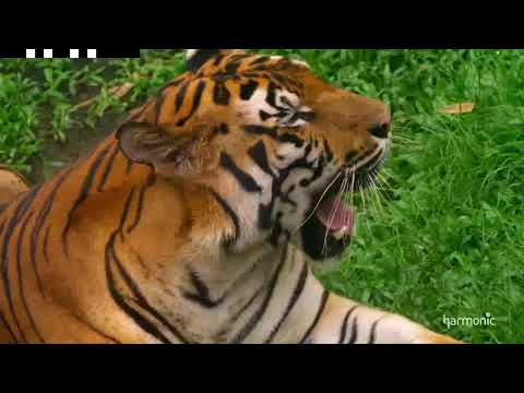 Milan Solanki Live Stream - YouTube