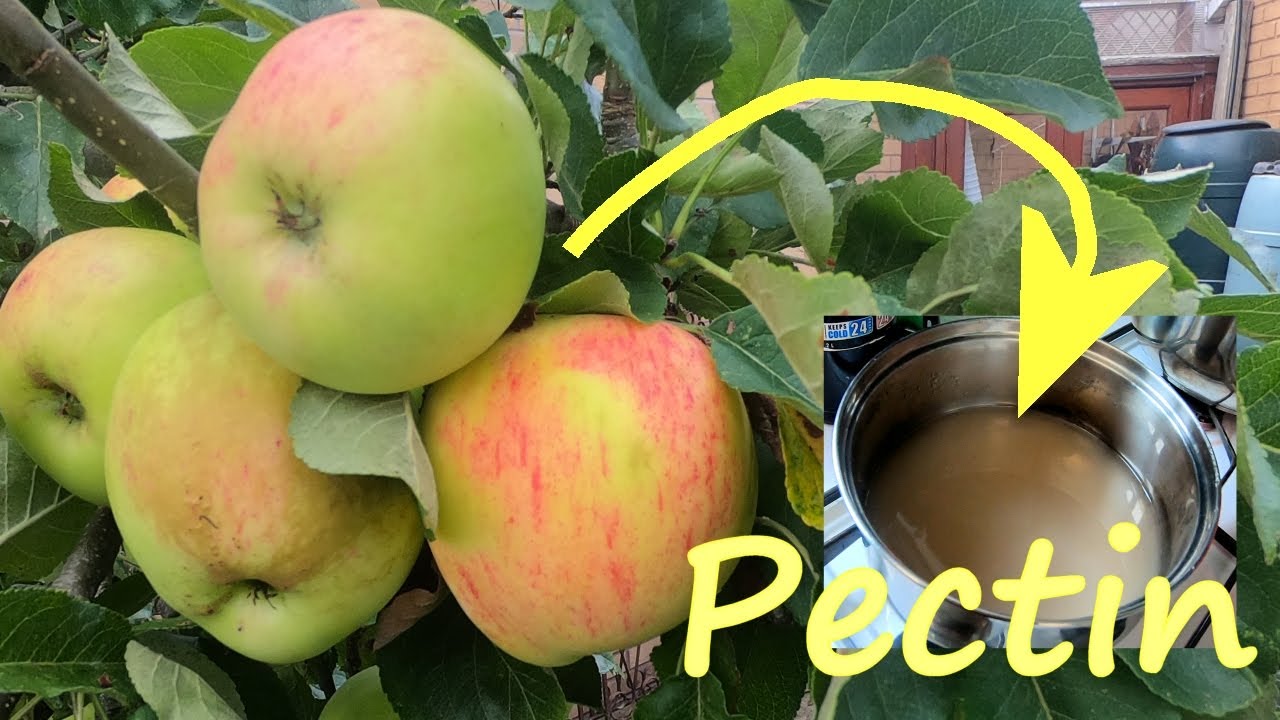 How to Make Homemade Pectin. Save money on Pectin. - YouTube