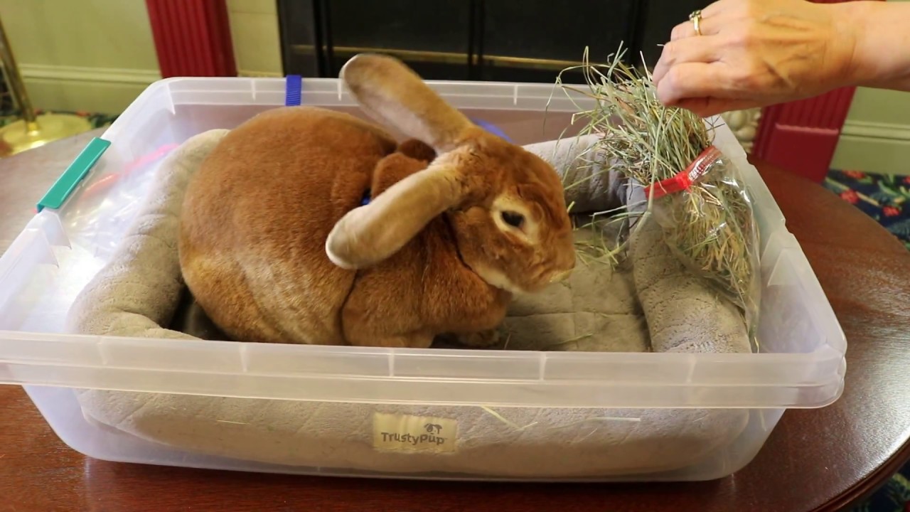 Therapy rabbit at senior assisted living facility - YouTube