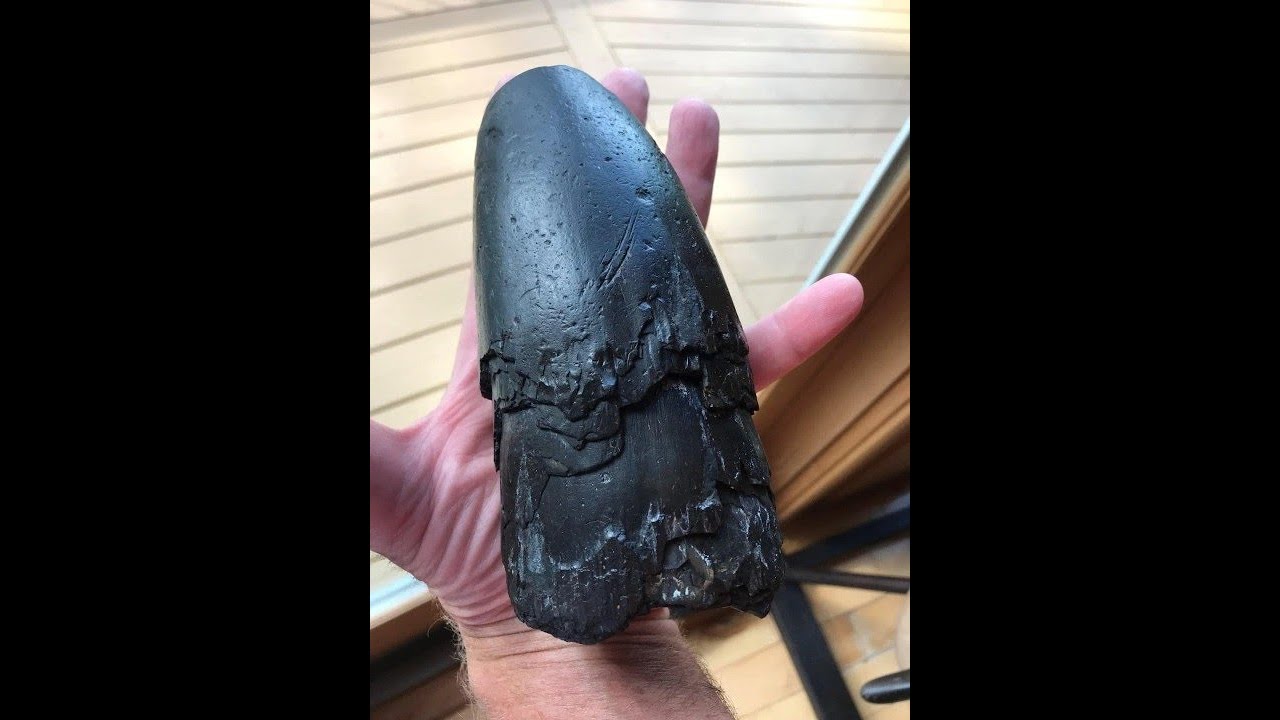 Aurora Fossil Museum helps identify Walrus fossil tooth found in ENC ...