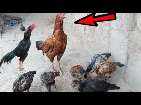 Aseel Hen with Colorful Aseel Chicks | Asil Chickens | Hungry Chicks ...