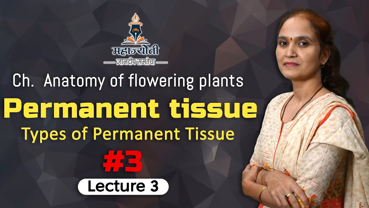 Types of permanent tissue | Permanent tissue | Anatomy of flowering ...