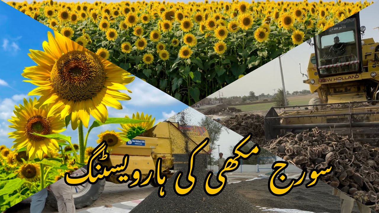 How to sunflower harvesting Suraj Mukhi harvesting harvest sunflower in ...