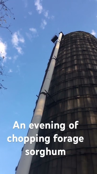 Chopping forage sorghum 2024 #farming - YouTube