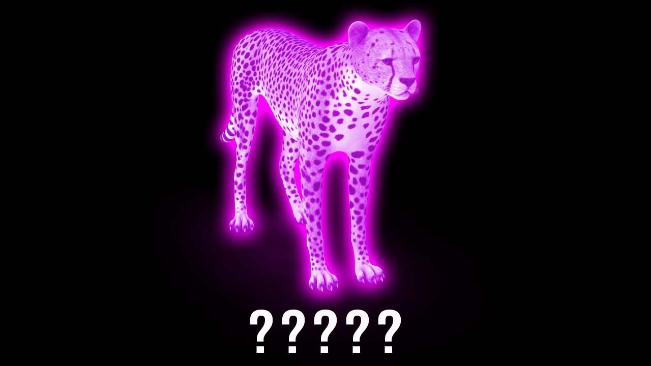 10 Cheetah "Chirp" Sound Variations in 40 Seconds | MODIFY EVERYTHING ...