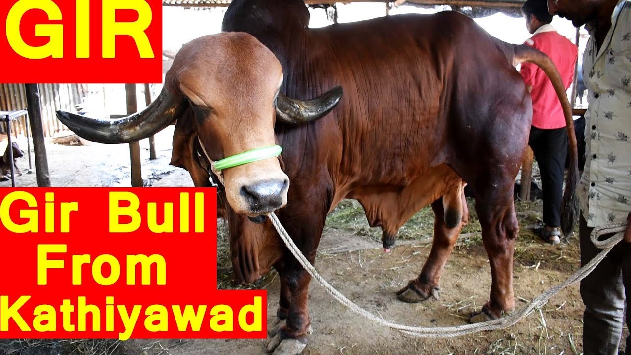 FOR - SALE Pure Gir Bull from Kathiyawad Gujarat - YouTube