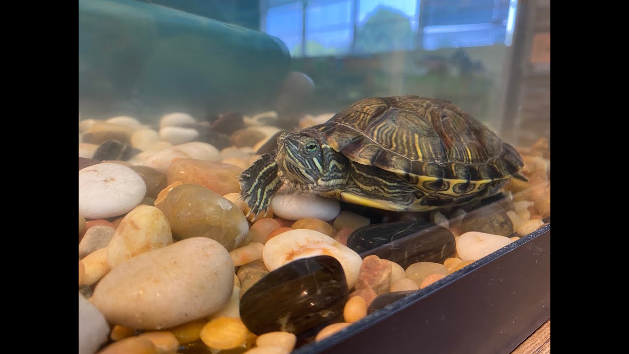 Shelly the Turtle - YouTube
