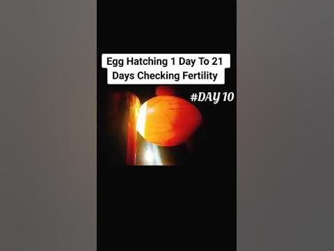 Chick egg hatching Day 1 to Day 21 process - YouTube