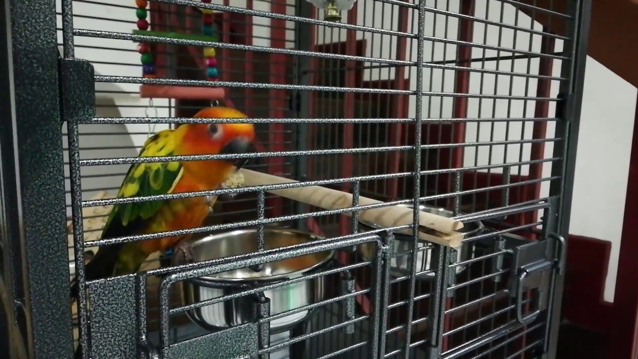Re-homing + setup new cage for Sun Conure - YouTube