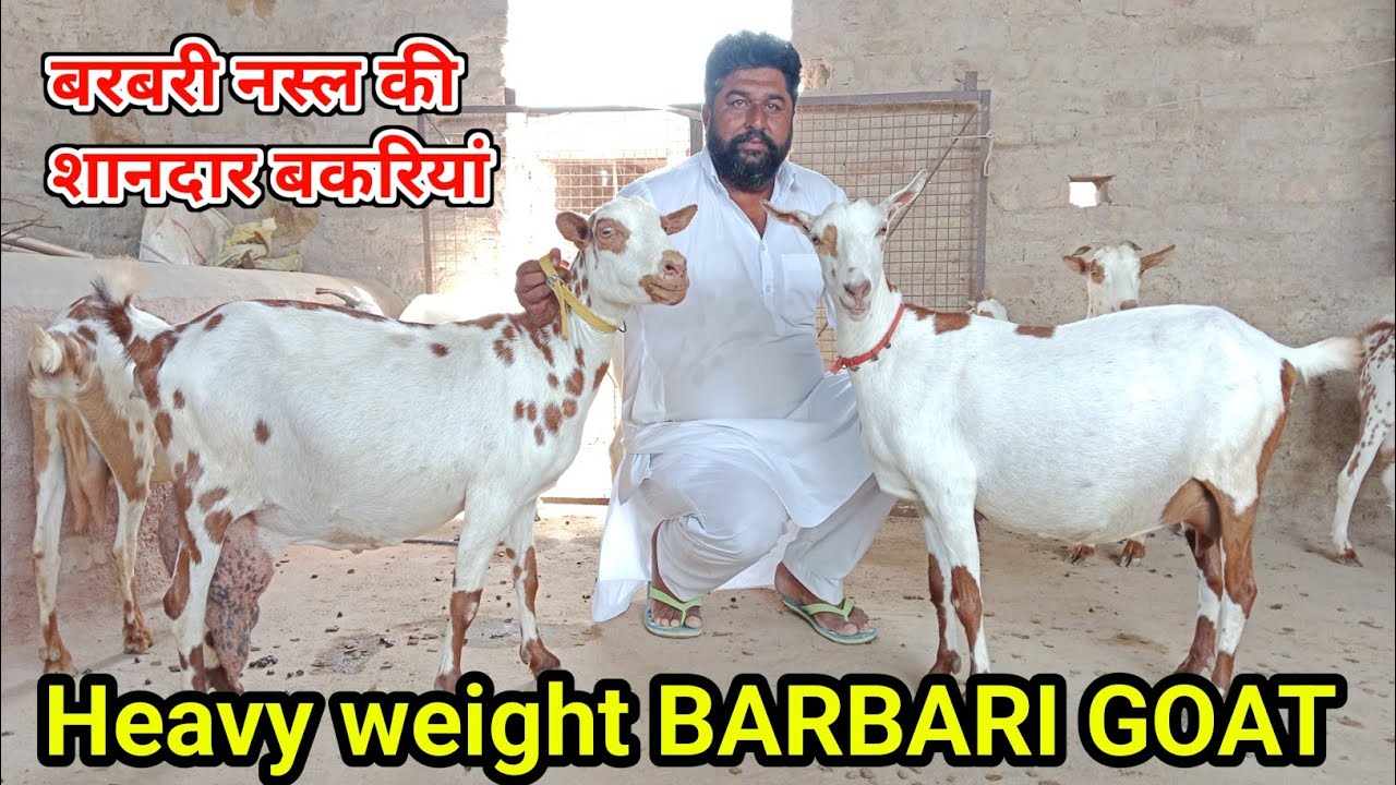 ऐसी बकरियां बनाती है लखपति आपको || Top Quality barbari goat || barbari ...